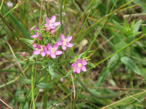 Centaurium erythraea - Изображение растения - Плантариум