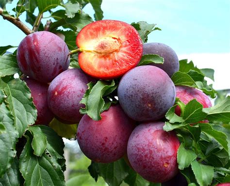 Russian Plum KOMETA