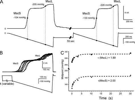 Mscs And Mscl Both Adapt Displaying Similar Right Shifts Of Activation