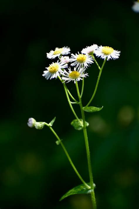 국화과 근접 촬영 꽃 꽃 줄기 꽃가루 꽃꽂이 꽃무늬 꽃잎 노란 꽃 녹색 배경 녹스빌 데이지 데이지 꽃 데이지 꽃다발 데이지 꽃잎 데이지 매크로