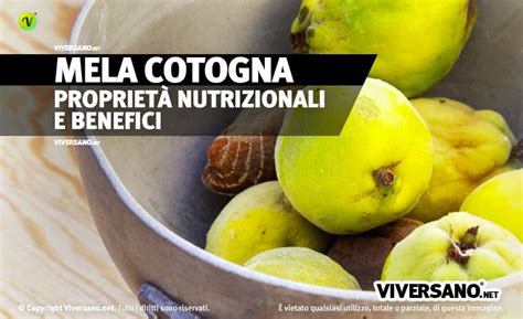 Mela Cotogna Proprietà Benefici E Come Si Mangia
