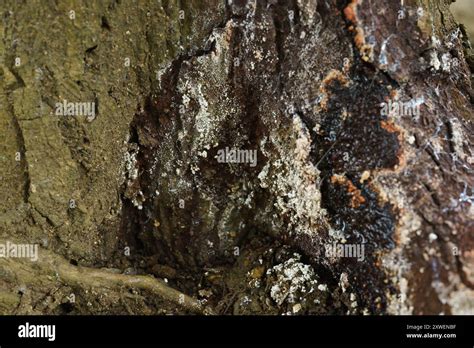 Phytophthora Canker Phytophthora Canker Is Another Serious Disease That