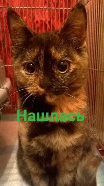 Лен обл Волосовский район Волосово Olganion ПР ХРУСТИТСКОГО Volosovo