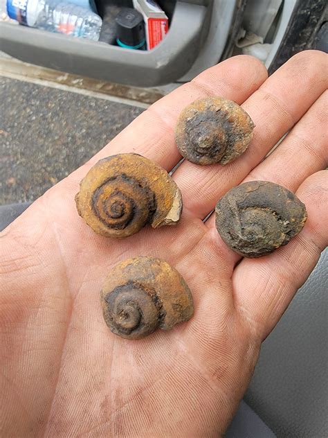 Fossilized Snails Fossil Id The Fossil Forum