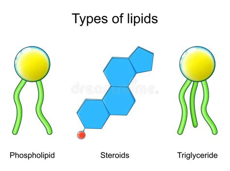 Types Of Lipids Triglyceride Steroids Hormones And Phospholipid