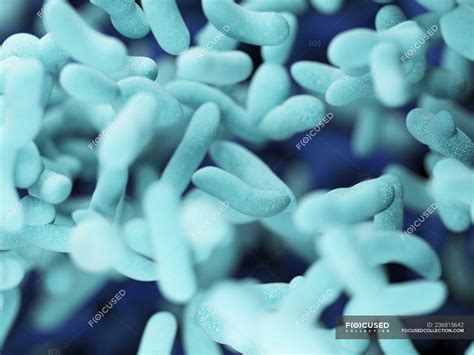 Bacilli Bacteria Microscope