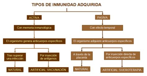 Nuestras Defensas Ante Las Enfermedades