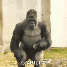 Gorilla Dance  Gorilla Dance Discover And Share S