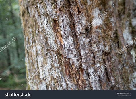 Tree Wood Texture Moss Forest Stock Photo 1476543182 Shutterstock
