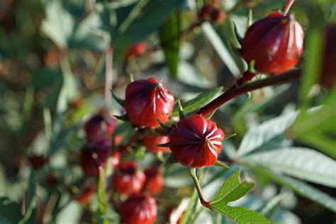 How To Trim Rosella Plant In Depth Pruning Guide