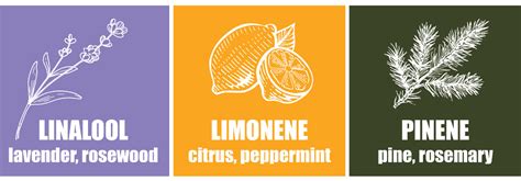 Terpene Chart The Guide To Enhancing Your Cannabis Experience Ethereal Gold Dispensary