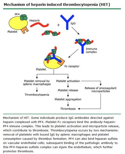 Session 8b Dr Barker S Sessions ITP DIC HIT Flashcards Quizlet