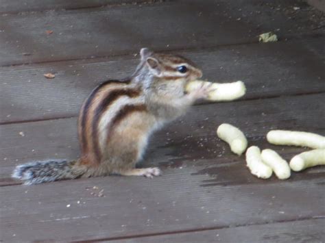 아기다람쥐의 선택 2 O 작은천사