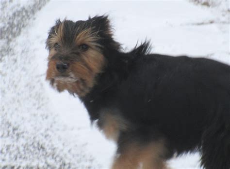 The Skoog Farm Journal The Gammet