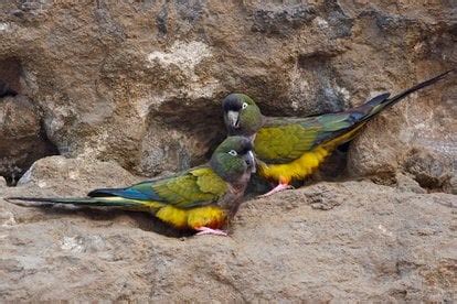 Burrowing Parrot Watching In Argentina 2026 2027 Roveme