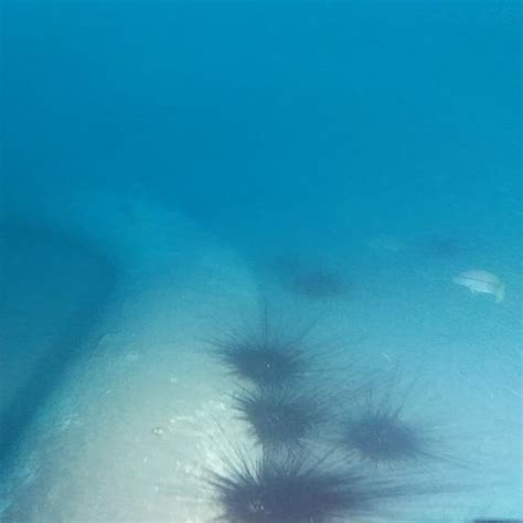 Pipeline Detect Object Detection Dataset And Pre Trained Model By Proj