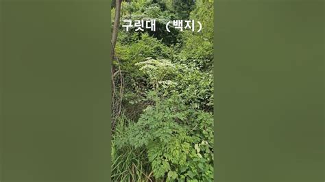 구릿대 백지 Shorts Youtube