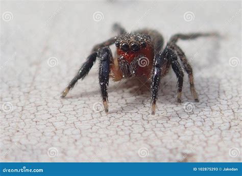 Red Face Jumping Spider Stock Image Image Of Arthropod 102875293