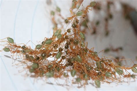 As Human Teams Get Bigger They Get Less Efficient But These Ants Have