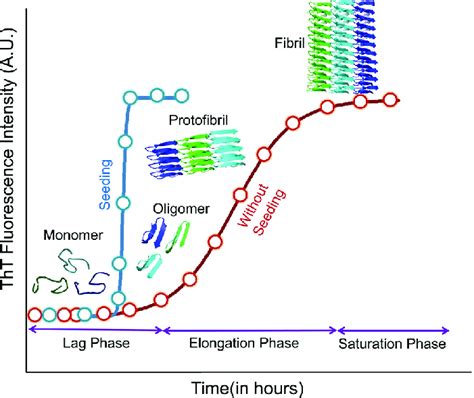 Schematic Representation Of Aggregation Kinetics Of Hiapp Showing The Download Scientific