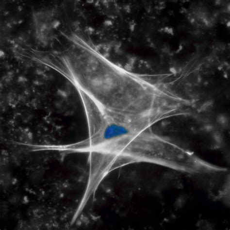 Cell Analysis Tools Image Quantification Sartorius