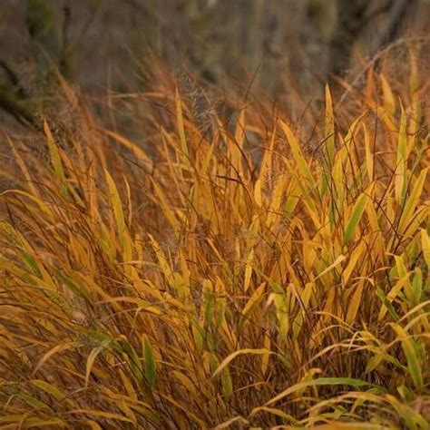 Hakonechoa Macra Erbacee Perenni Green Service