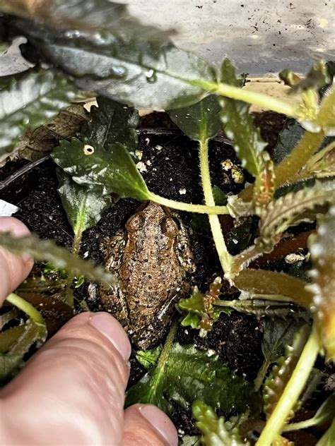 Frog Identification R Frogs