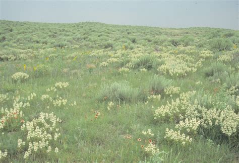 Buffalograss Seeding Experiment Dyck Arboretum