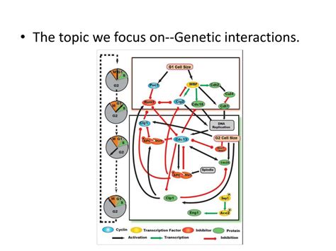 Ppt Yeast Cell Cycle Regulation Network Inference Powerpoint