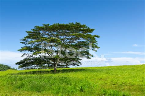Tree On Kauai Stock Photo Royalty Free Images FreeImages