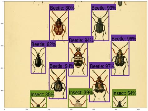 Object Detection TensorFlow Hub