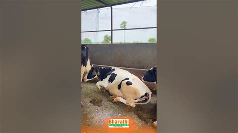 Bharathi Dairy Farm Cows Dairyfarm Cows Farm Greengrass