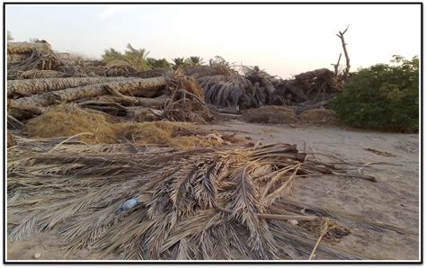 Utilization Of Date Palm Biomass Bioenergy Consult