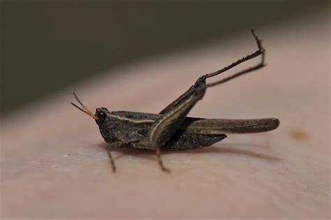 Tetrigidae Tetrix Bugguide Net