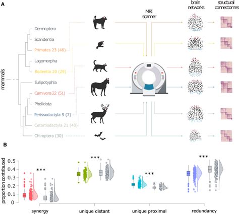 Quantifying Synergy And Redundancy Between Networks Pmc