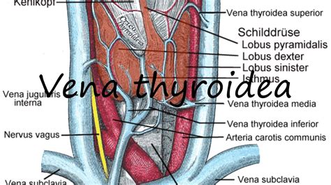 How To Pronounce Vena Thyroidea Youtube