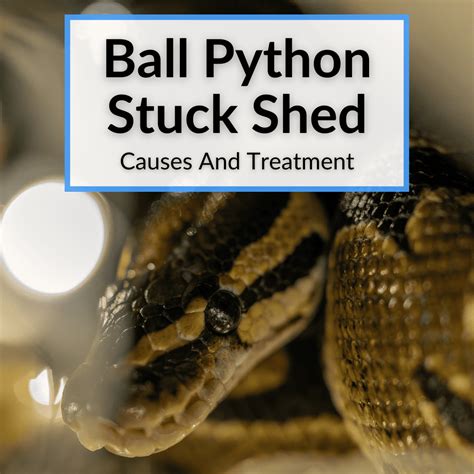 Ball Python Stuck Shed Causes And Treatment