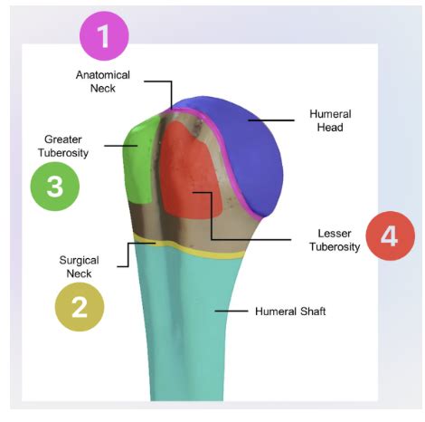 Proximal Humerus Fractures Kwak Talk