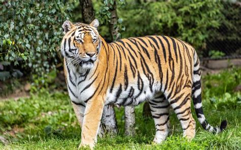 42 Animals With Stripes And Their Pictures