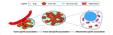 A Schematic Representing The Mitochondria Specific Targeting Strategy Download Scientific