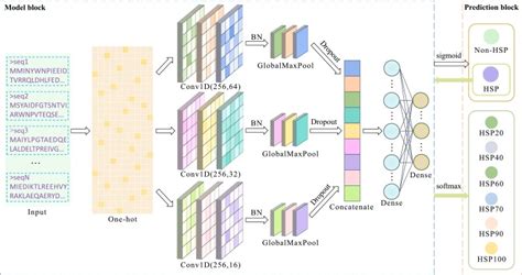 Mulcnn Hsp A Multi Scale Convolutional Neural Networks Based Deep Learning Method For