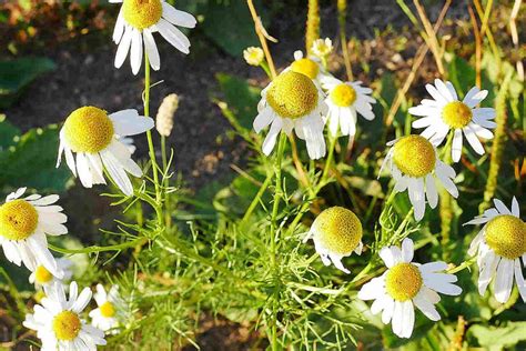 Chamomile Flower Meaning In The Language Of Flowers Simplybeyondherbs