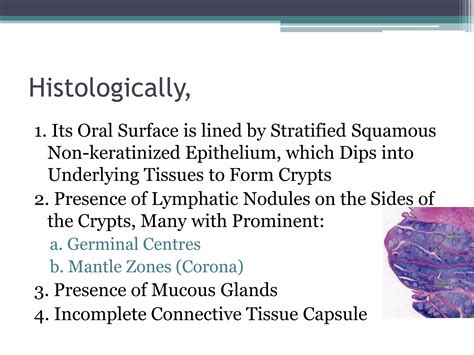Histology Of Tonsil Pptx