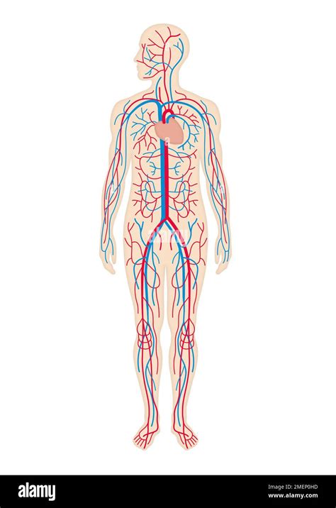 Body Capillaries Diagram