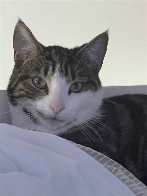 Cat Staring Into Ur Soul