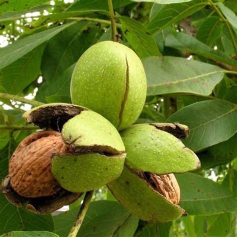 Грецкий орех семена, Juglans regia - Лесосад