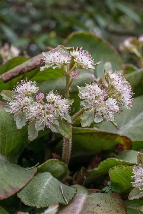 Chinese Golden Saxifrage Chrysosplenium Macrophyllum Clusters Of