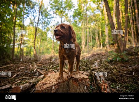 The Cavapoo Or Cavoodle Is A Crossbreed Of A Cavalier King Charles