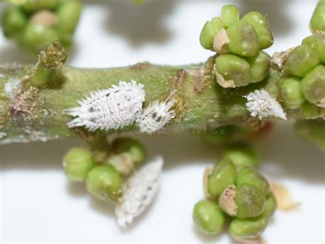 Pseudococcus Mealybugs On A Plant Stem Stock Image Image Of