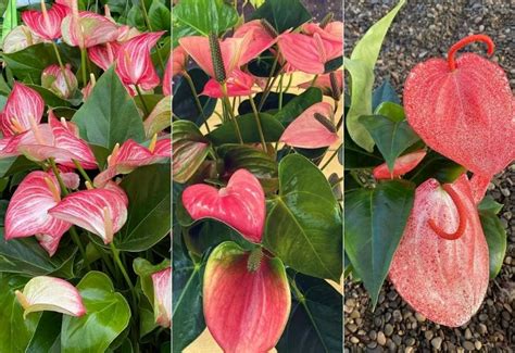 20 Stunning Anthurium Varieties And How To Care For Them